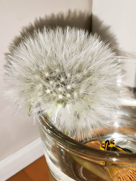Unser Löwenzahn ist nun eine Pusteblume | Wichtel Swea